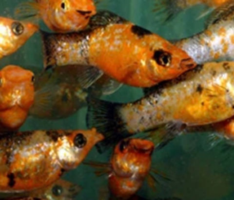 Red Molly Fish