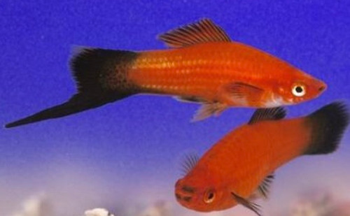 Red Wag Swordtail | Onlineaquaticstore