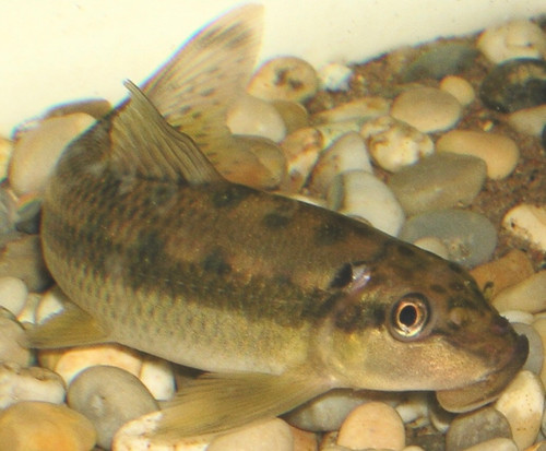 Sucking Loach Algae-Eater | Onlineaquaticstore