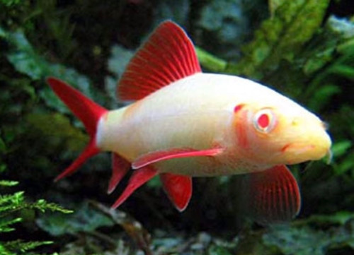 Albino Red Finned Shark | Onlineaquaticstore