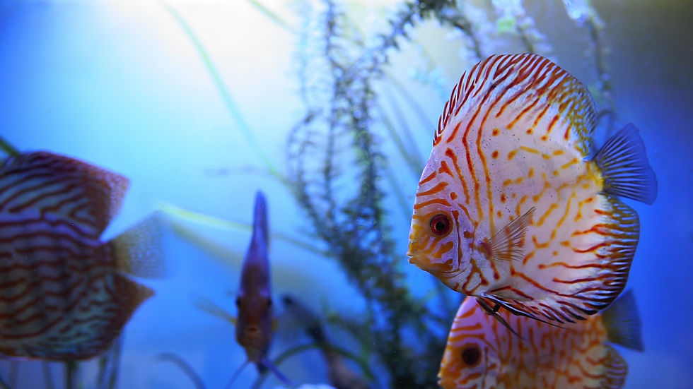 Online Aquatic Store Buy Cheap Tropical & Cold Water Fish