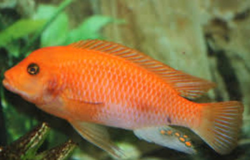 Red Zebra Malawi Cichlid | Onlineaquaticstore