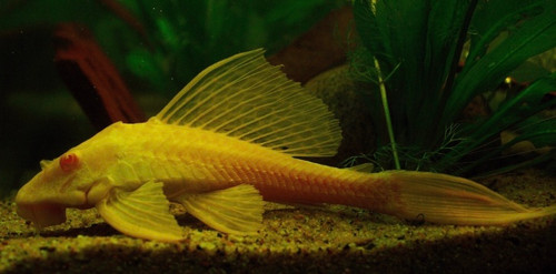 Golden Gibbiceps Plecostomus | Onlineaquaticstore