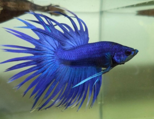Blue Male Crowntail Siamese Fighter | Onlineaquaticstore