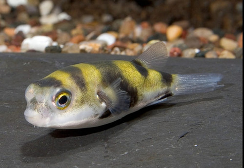 Amazon Puffer | Onlineaquaticstore