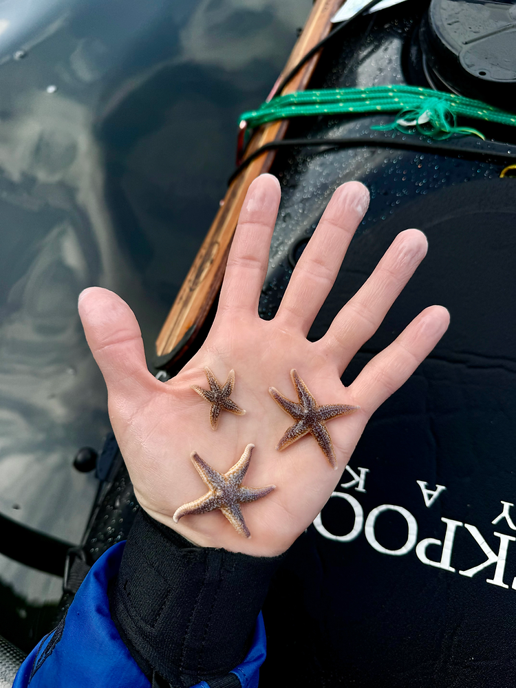 Tiny Rockpool starfishes under Slieve Tooey, running out of water