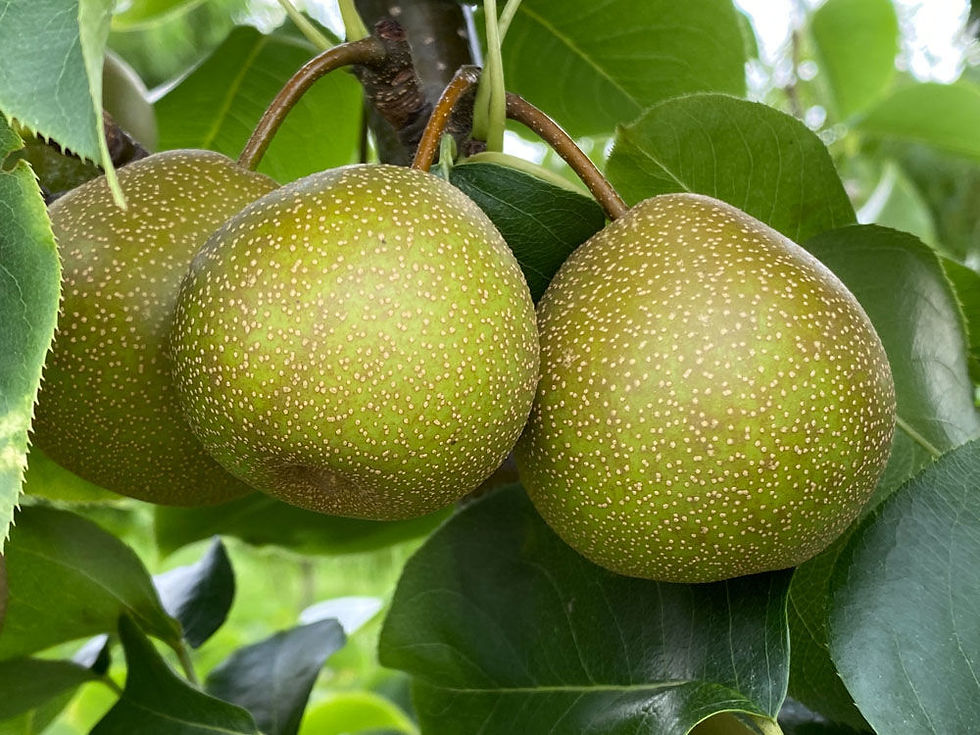 Pear Trees | Huntingtrees