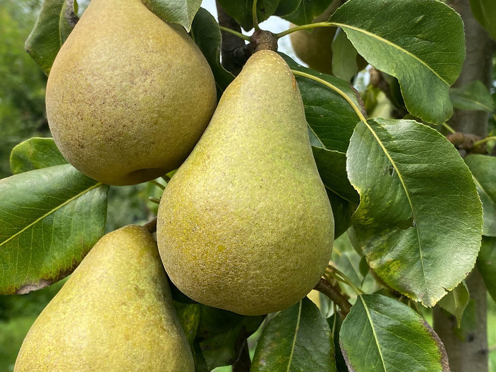Pear Trees | Huntingtrees
