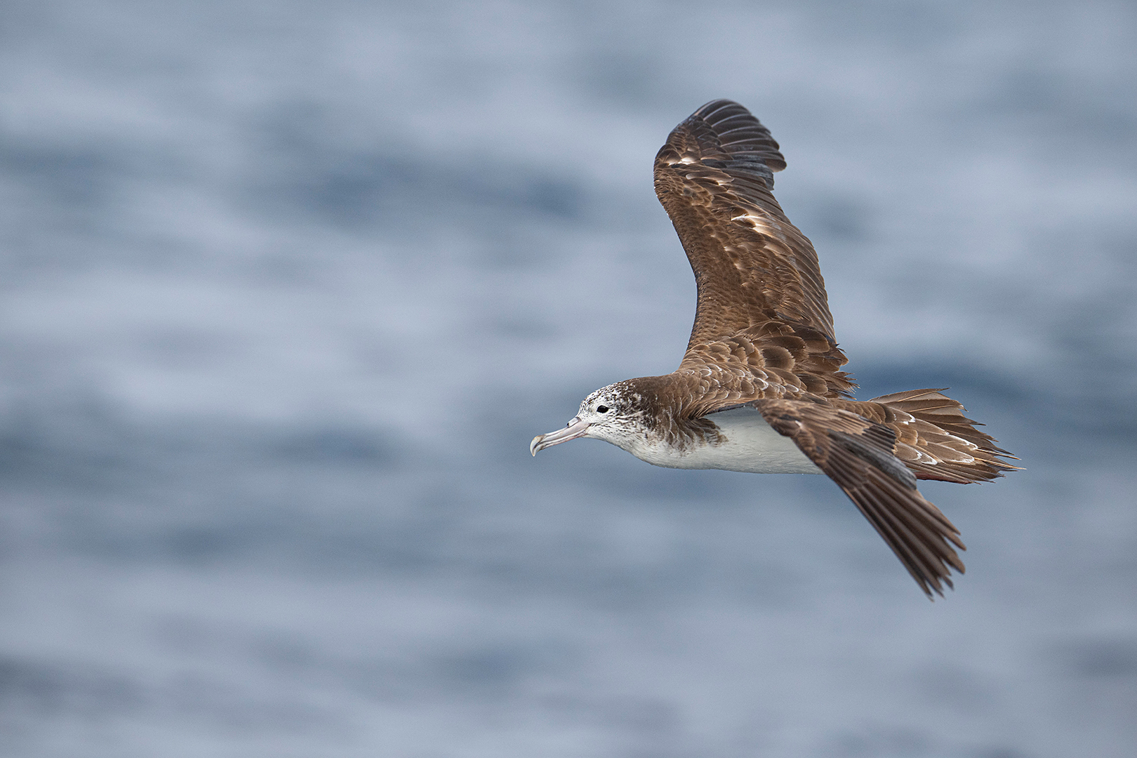THE PETREL STATION, TUTUKAKA, NEW ZEALAND