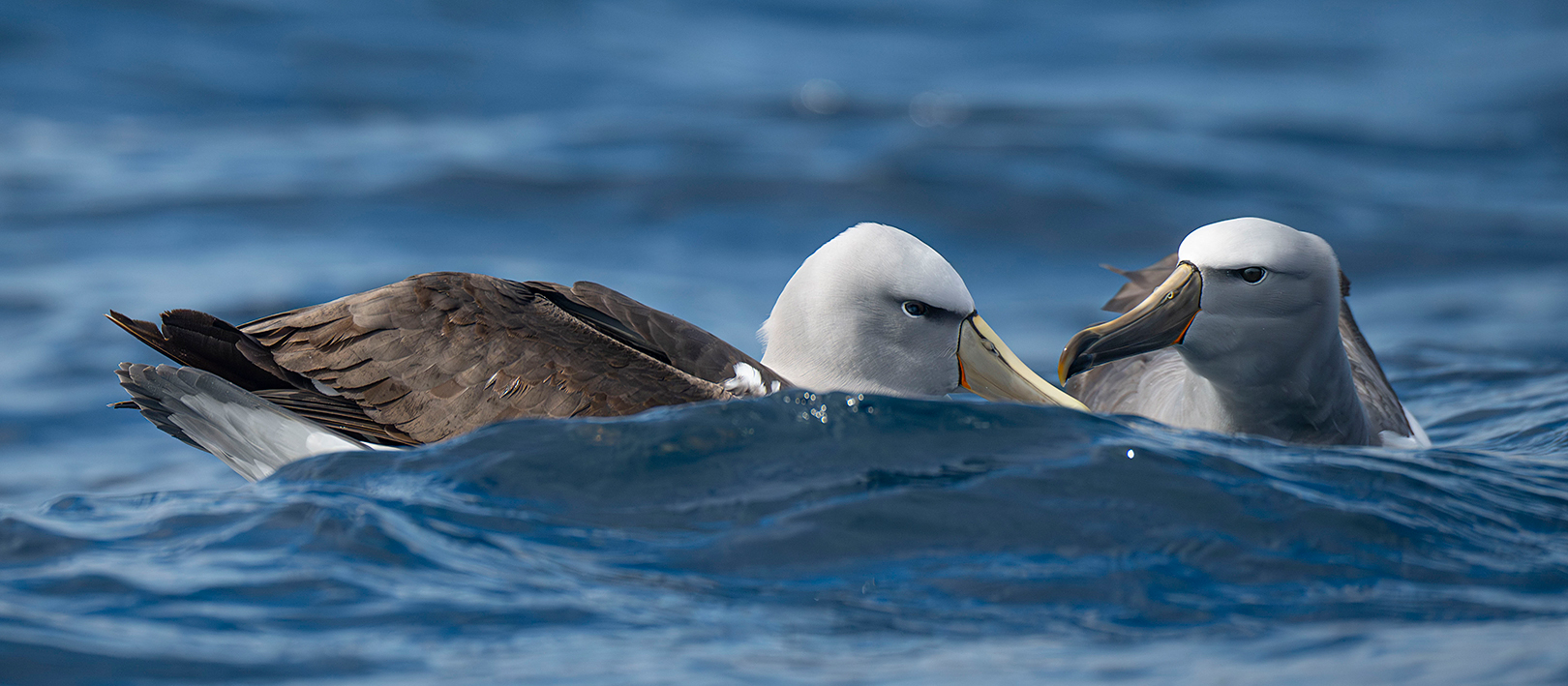 THE PETREL STATION, TUTUKAKA, NEW ZEALAND