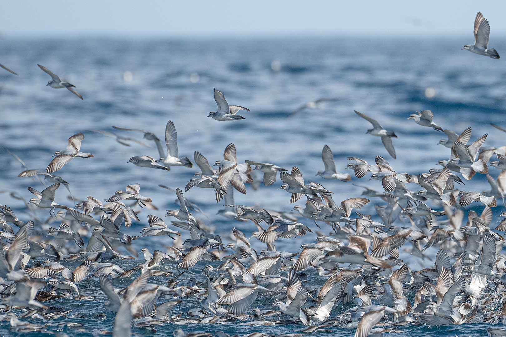 THE PETREL STATION, TUTUKAKA, NEW ZEALAND