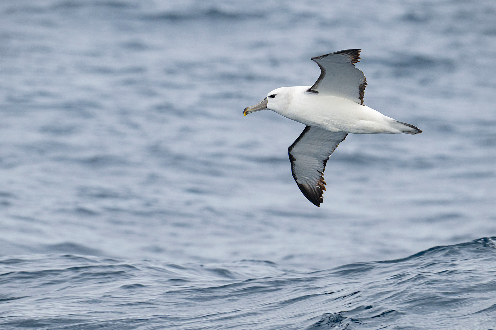 THE PETREL STATION, TUTUKAKA, NEW ZEALAND