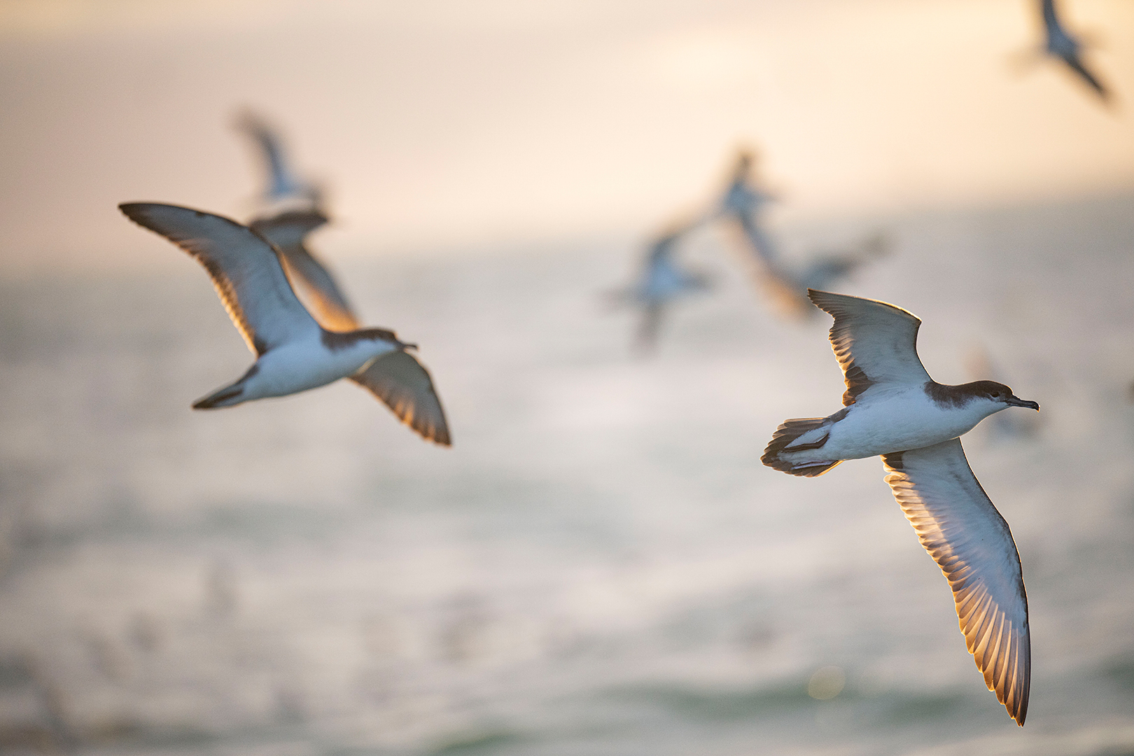 THE PETREL STATION, TUTUKAKA, NEW ZEALAND