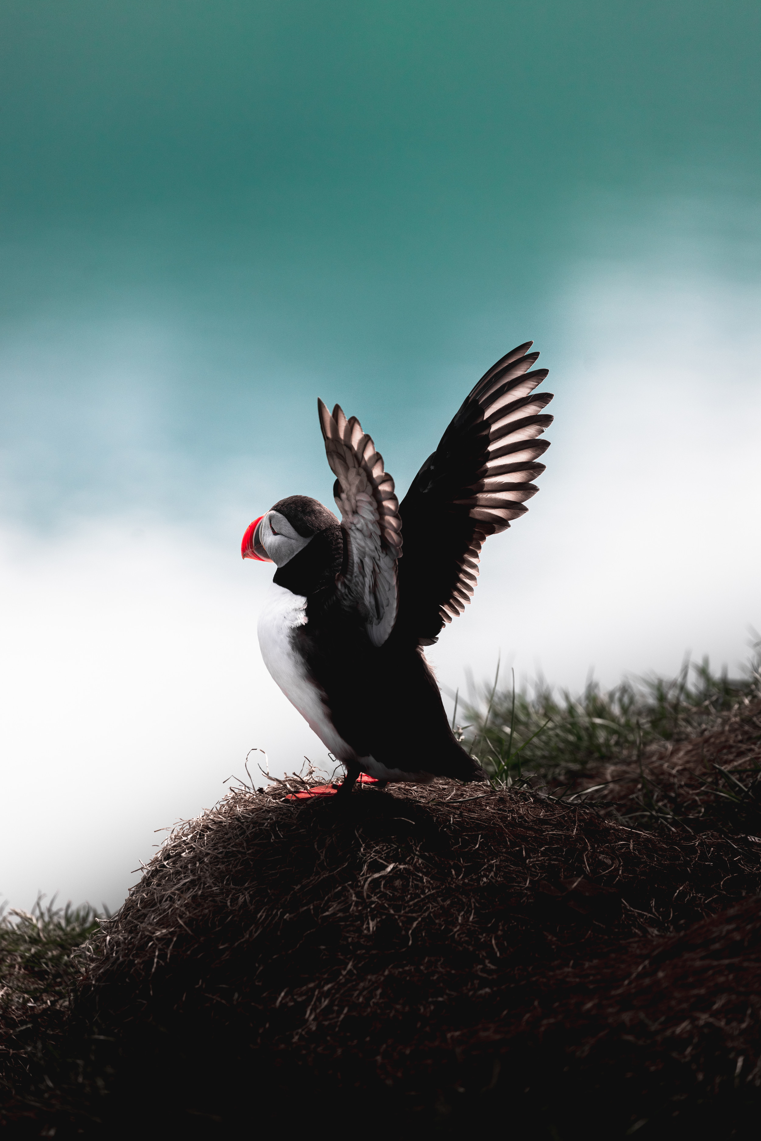 Puffin & Elves - Private tour | East Highlanders