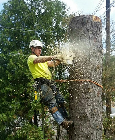 Tree Services | Excavation Services | JCL Services LLC | New Jersey | US