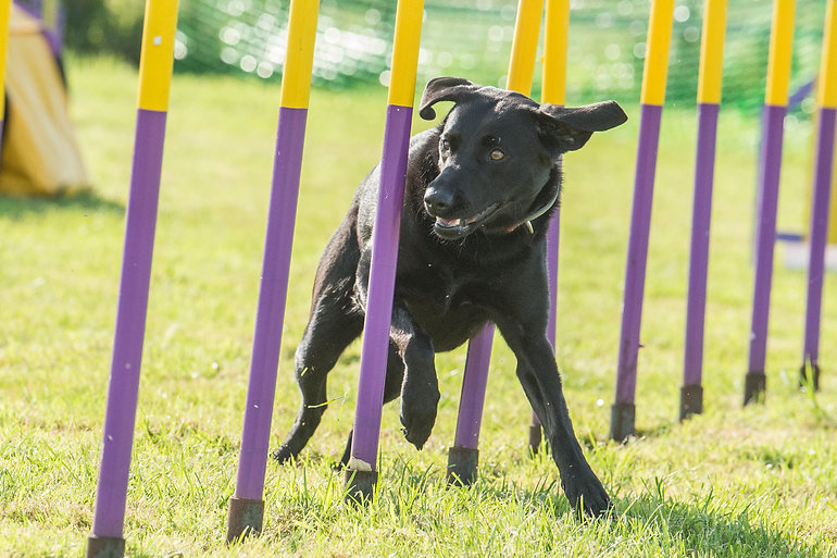 Dog Training | The Dog Academy | Porlock