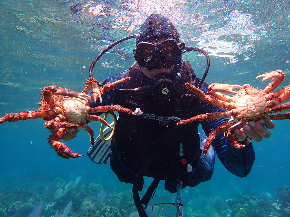 Marine Conservation in Honduras | King Crab | Fundación Cayos Cochinos ...