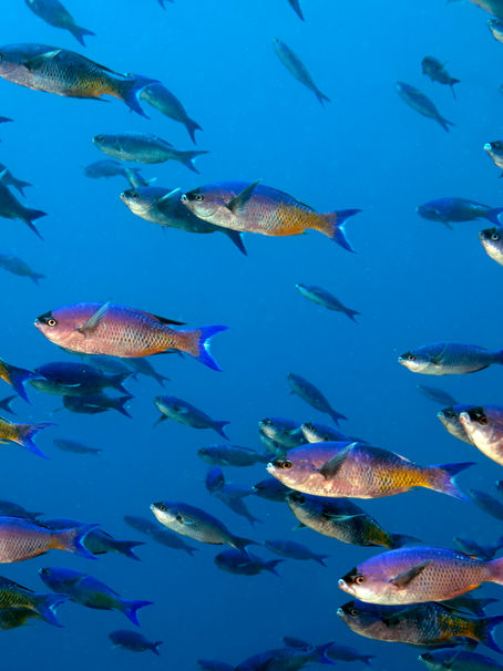 Blog | Honduras Coral Reef Fund
