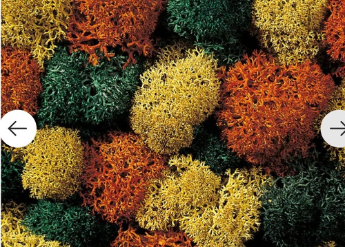 Noch Lichen Fall 08620 HO Scale | Mysite