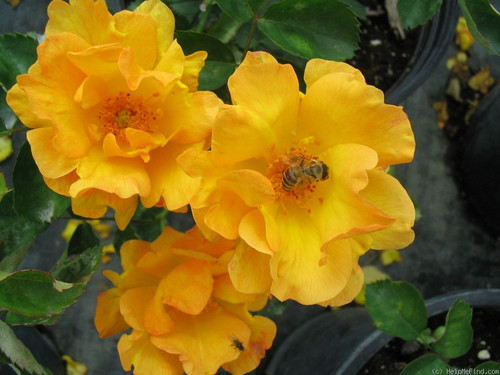 Bill Reid Rose | Dieter Martin