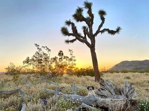 Oliver Gilmore: A Doxie's Diary - A Dog Shares His Adventures & Journey ...