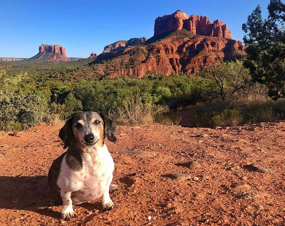 Oliver Gilmore: A Doxie's Diary - A Dog Shares His Adventures & Journey ...