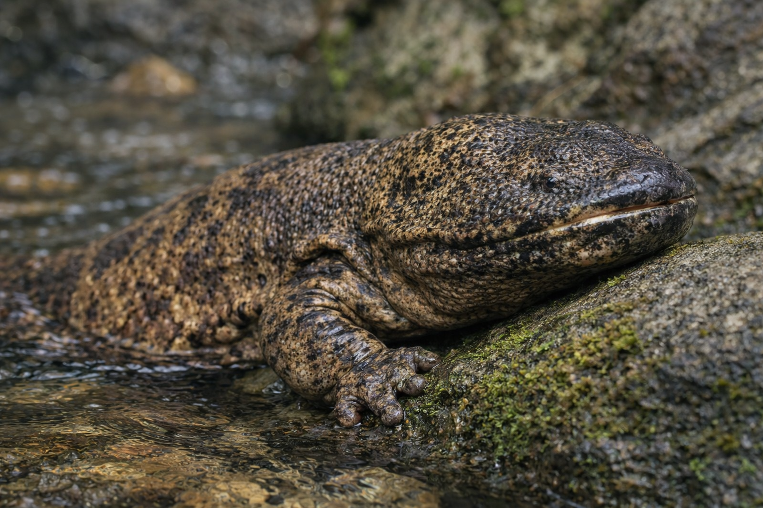 Chinesischer Riesensalamander | Wissenschaftswelle