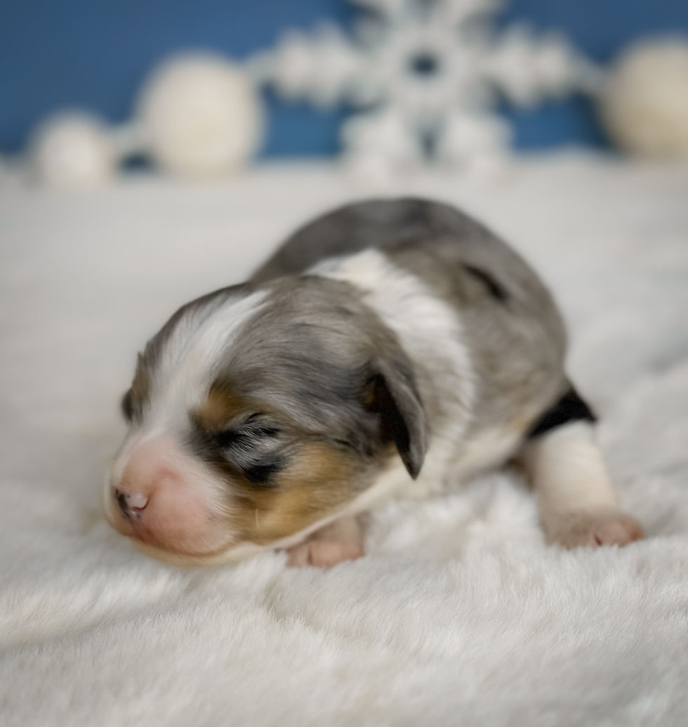 Aussaliers - NEW LITTERS