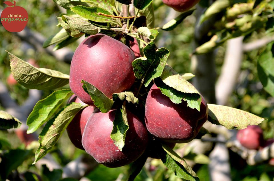 Organic Apples | Shimla Organic