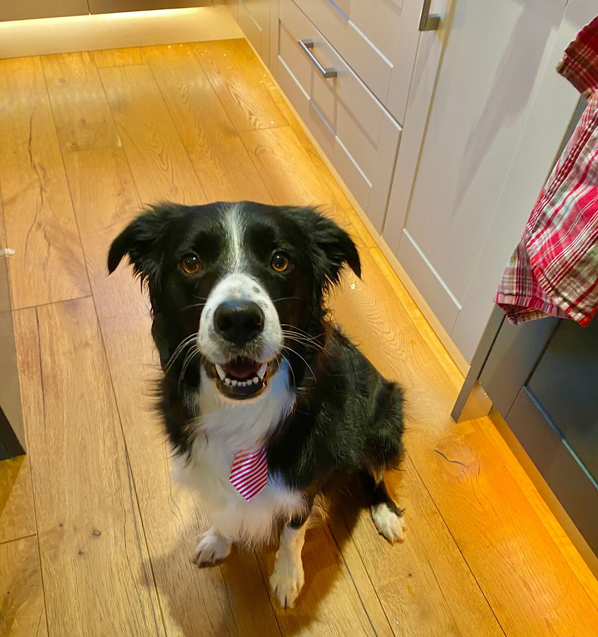 Harry & Co. Canine Solutions | Ripon Based Dog Services