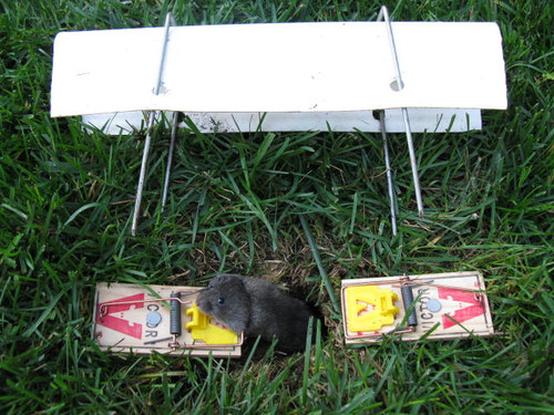 Vole Trapping kits | My Site