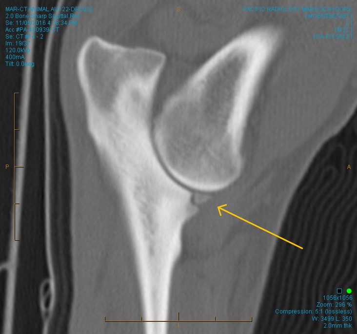 Elbow Dysplasia Dogs Arthroscopy treatment surgery