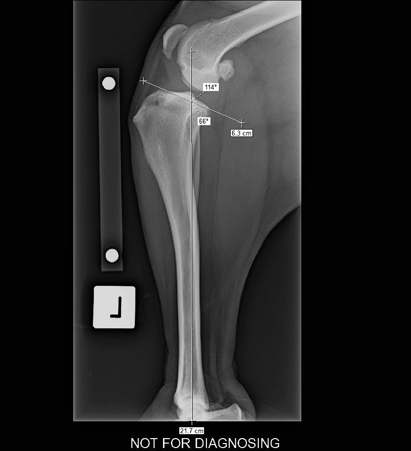 Cruciate Ligament Tear Dogs TPLO surgery