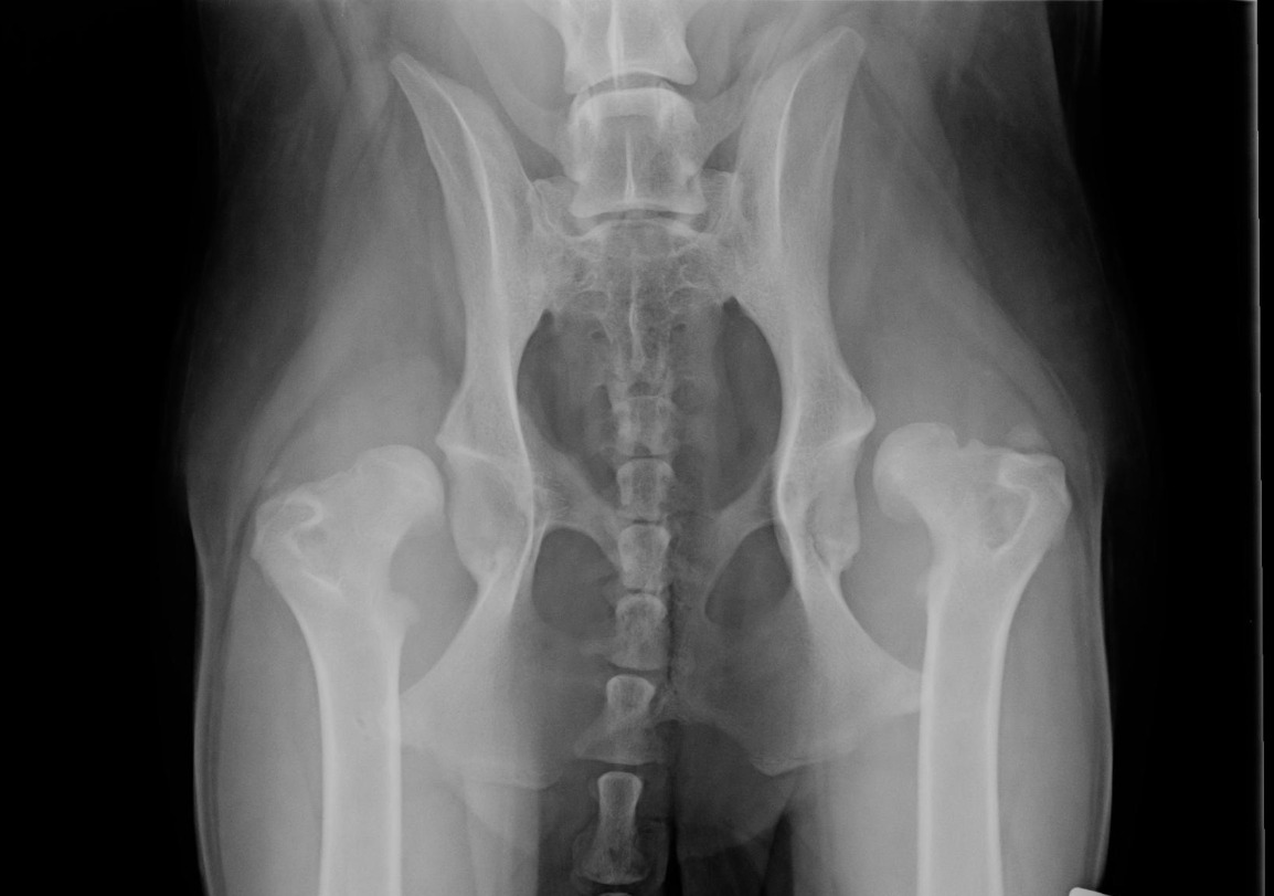 Hip Dysplasia | advancedvetsurgery