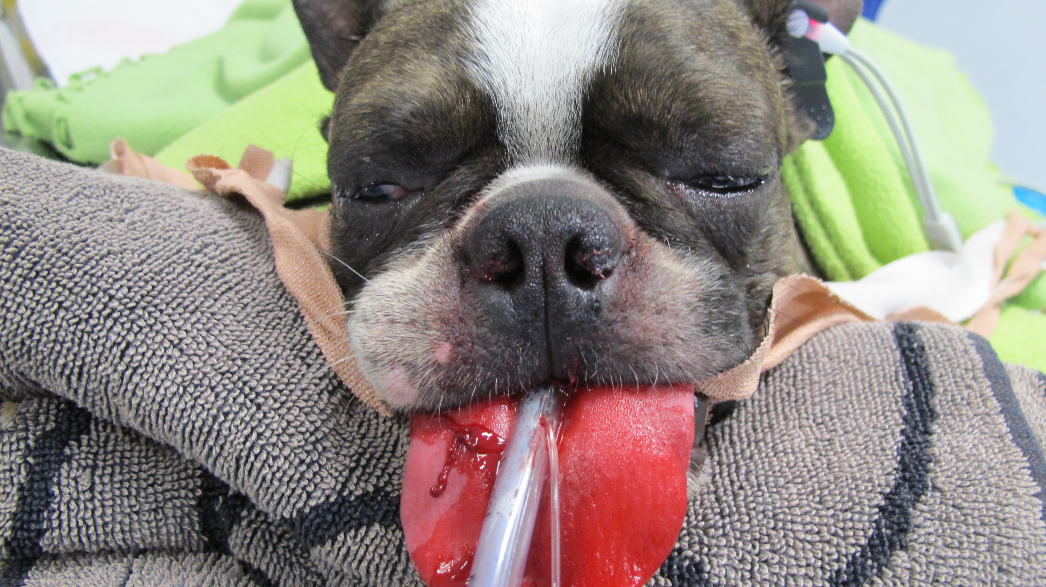 Brachycephalic Airway Syndrome Dogs breathing difficulties