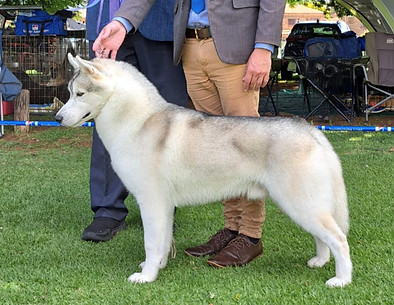 Breeding Plans | Spiritkeeper Siberian Huskies