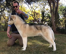 Rainbow Bridge | Spiritkeeper Siberian Huskies