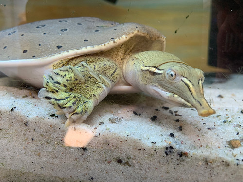 Ted - Eastern Spiny Softshell Turtle | Ijams
