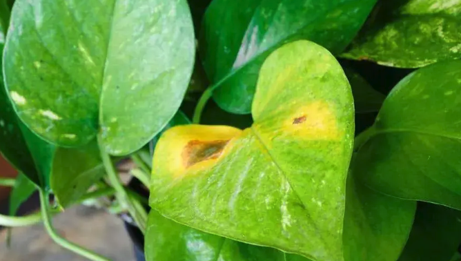 Troubleshooting Guide: Overcoming Challenges with Indoor Grow Lights