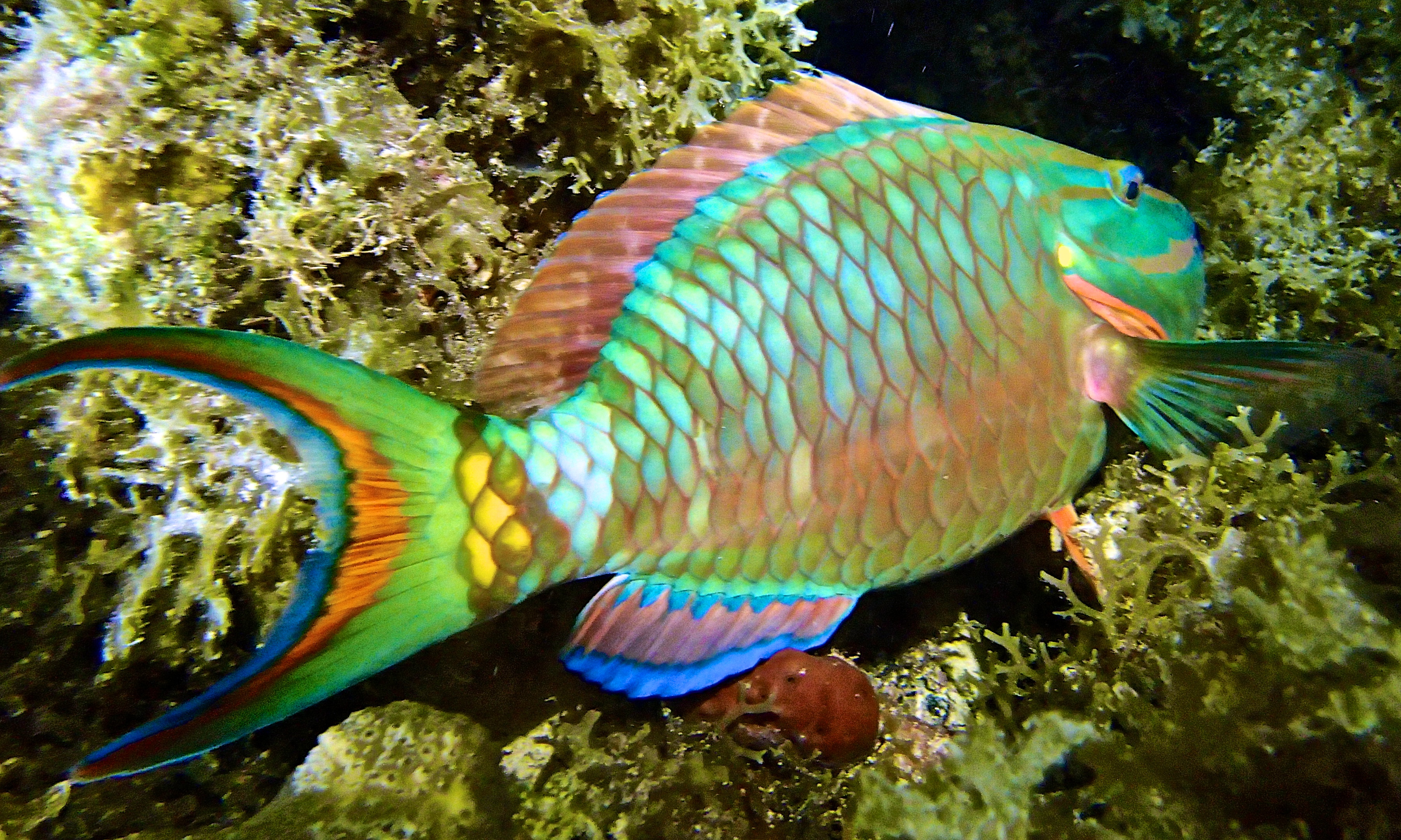 Book a SCUBA DIVE adventure while in St. Thomas