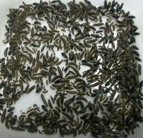 750 Dermestid Beetles – Beginner Taxidermy Colony | Mysite