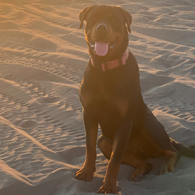 Our Dogs | Juggernaut Rottweilers