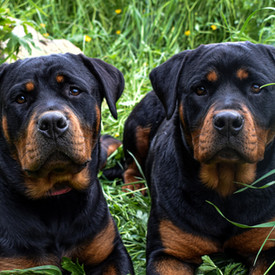 Our Dogs | Juggernaut Rottweilers
