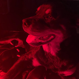 Our Dogs | Juggernaut Rottweilers