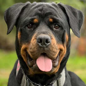 Our Dogs | Juggernaut Rottweilers