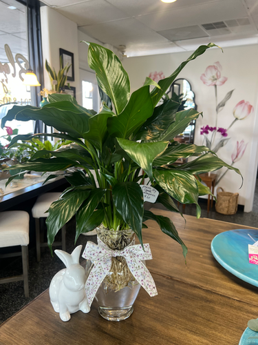 Hydroponic Lily | Plant | Gift | Blooms by Kim