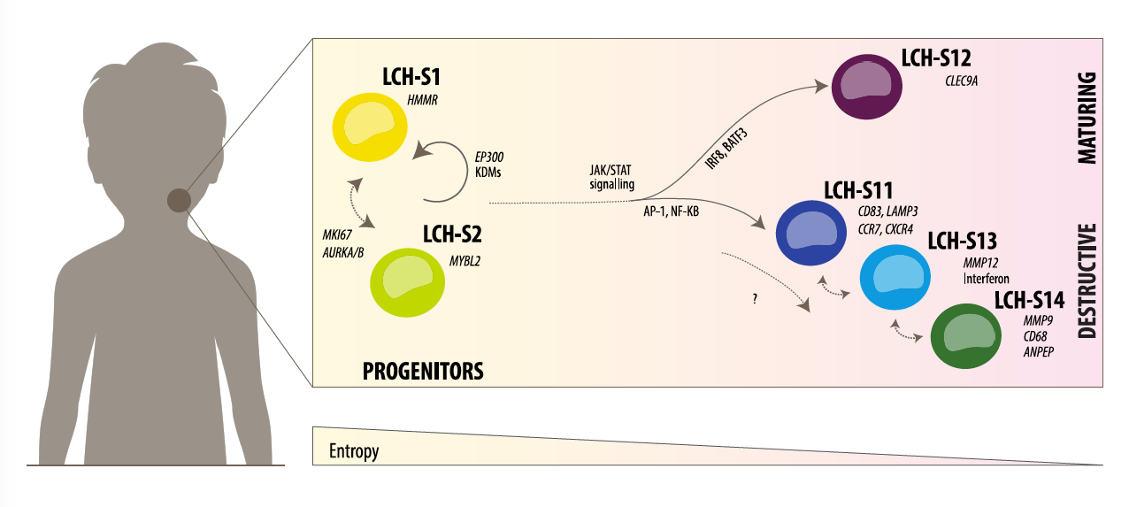 Single-cell atlas of LCH | BockLab