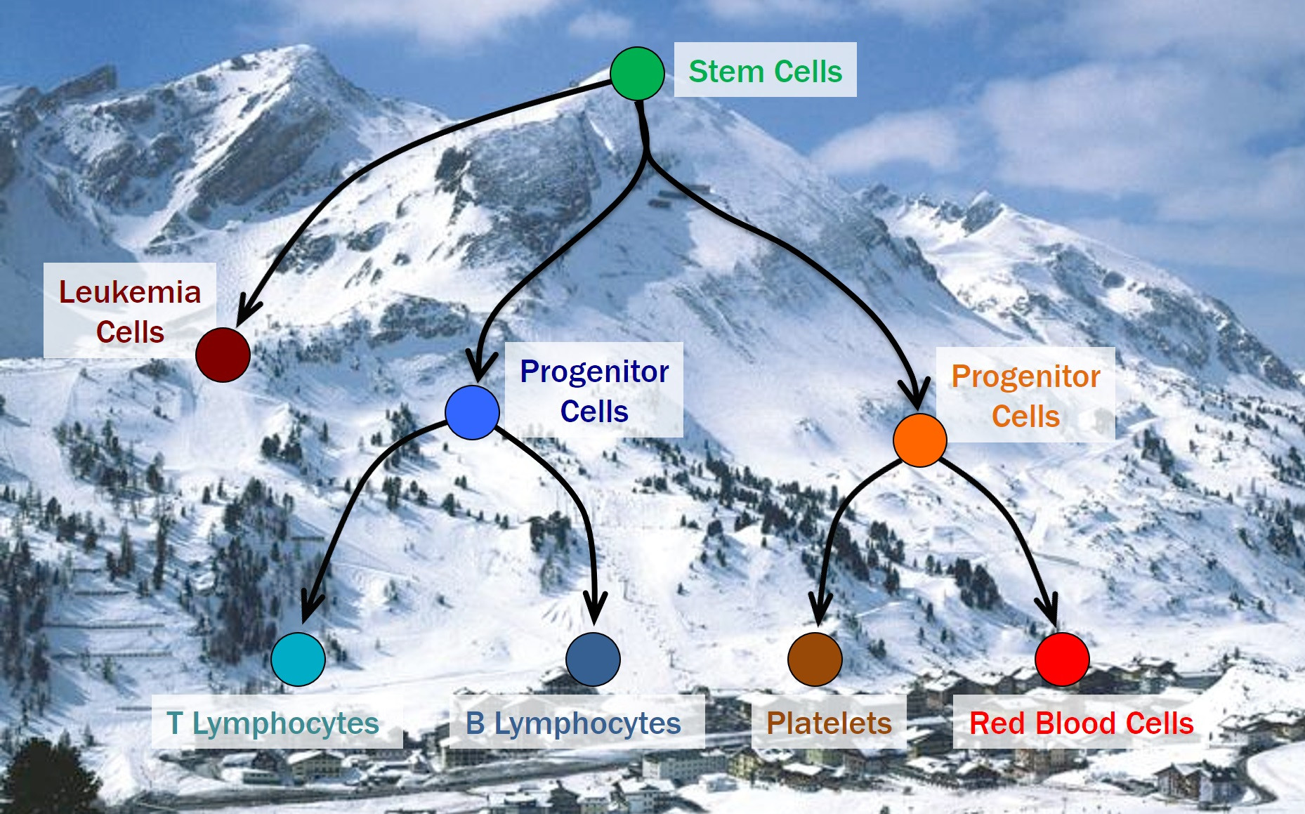 DNA methylation in human hematopoietic development | BockLab