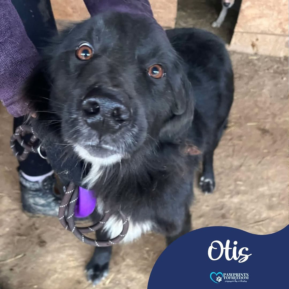 Otis - 4 year old male