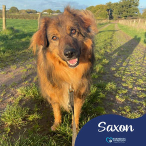 Dogs in the UK | Pawprints to Freedom